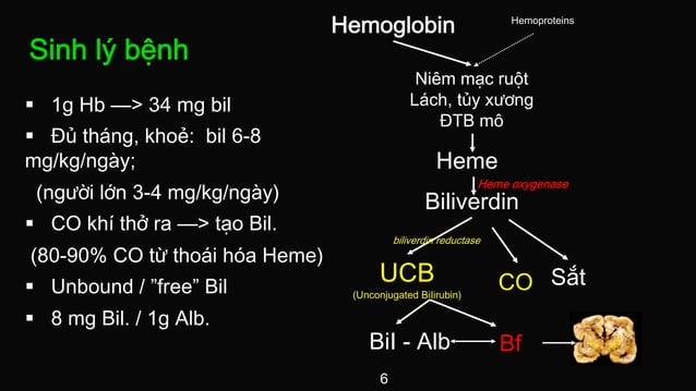 Vàng da tăng Bilirubin gián tiếp ở trẻ sơ sinh - 2019 - Đại học Y dược TPHCM | PDF