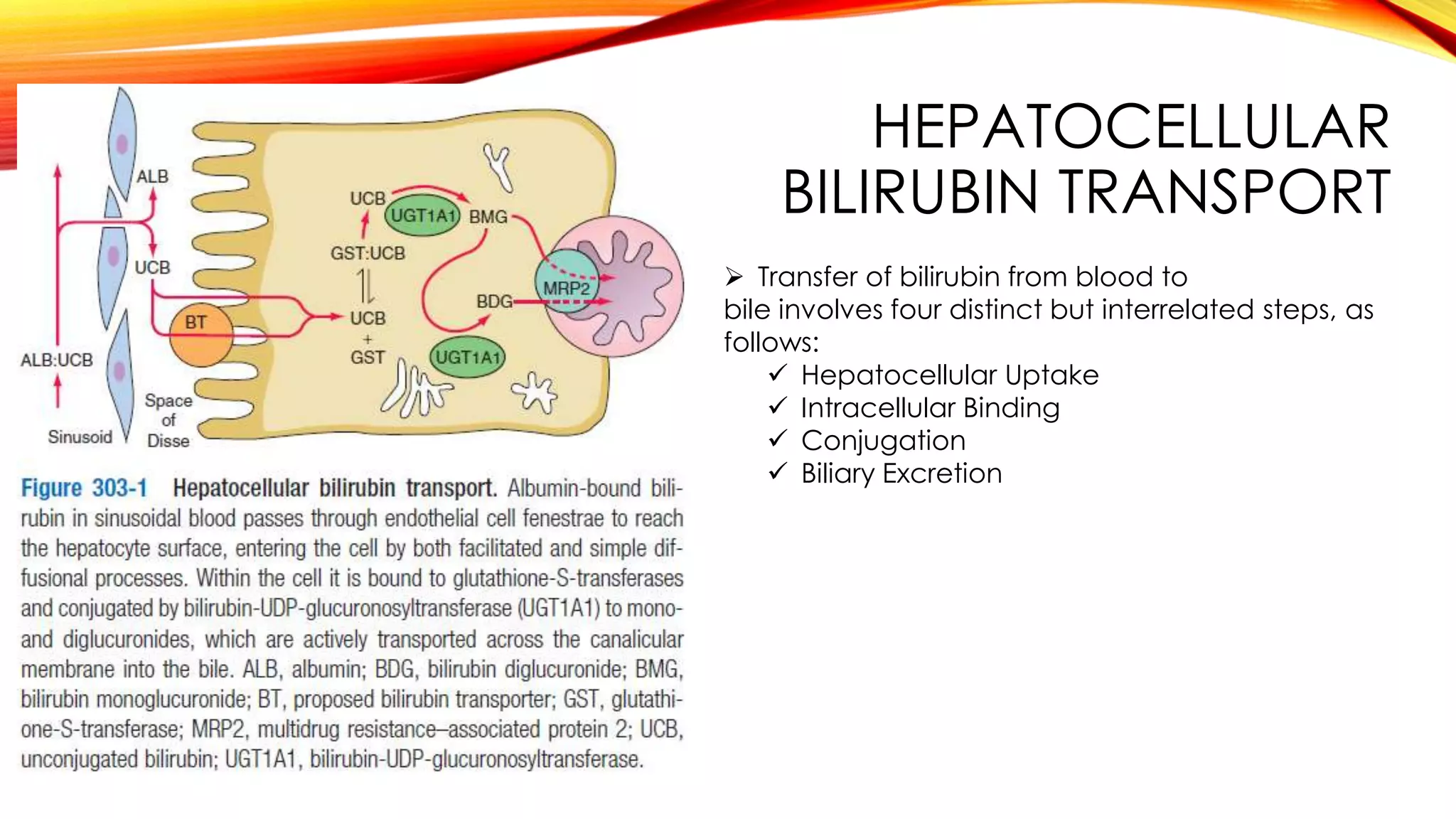 Hyperbilirubinemia | PPTX