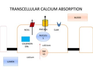 Hypercalcemia | PPT