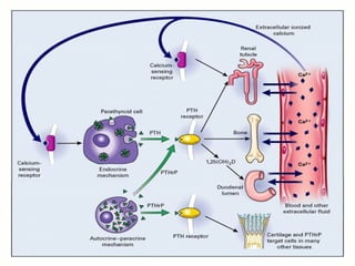 Hypercalcemia | PPT