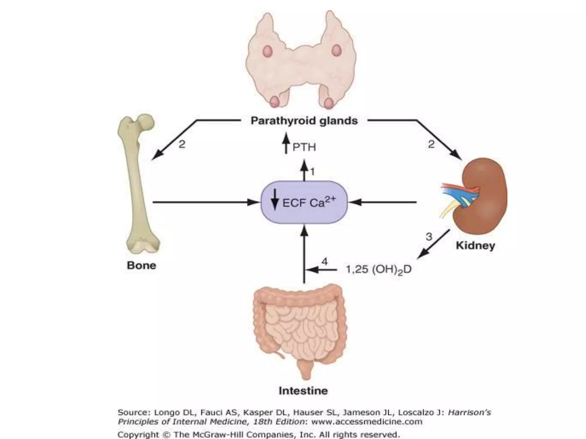 Hypercalcemia and hypocalcemia | PPTX