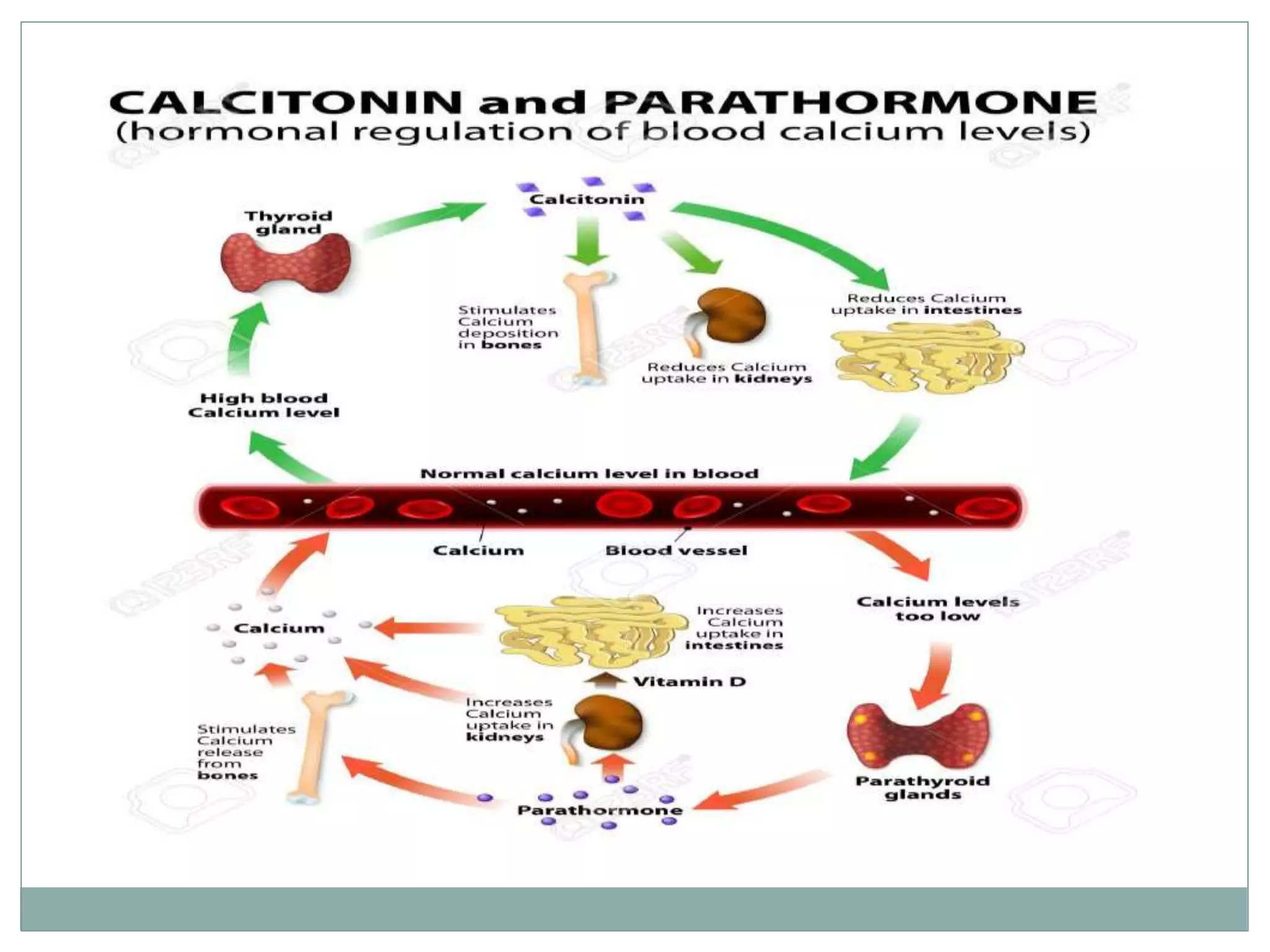 Hypercalcemia in malignancy | PPTX