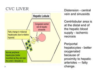 Hemodynamics - Hyperemia | PPTX