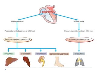 Hemodynamics - Hyperemia | PPTX