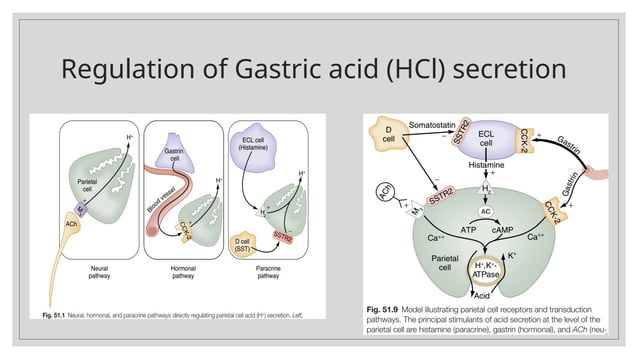 HYPERGASTRINEMIA AND ZOLLINGER ELLISON SYNDROME.pptx
