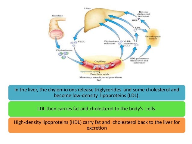 Hyperlipidemia
