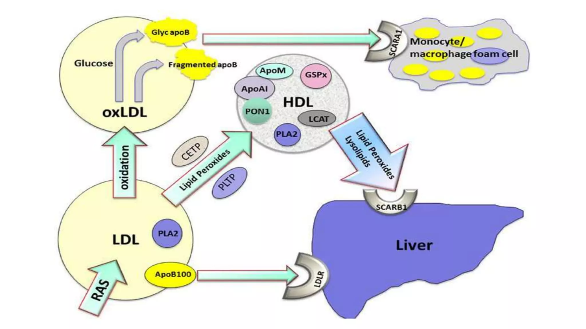 HYPERLIPIDEMIA | PPTX