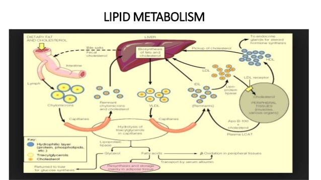 Hyperlipidemia pharmacotherapy
