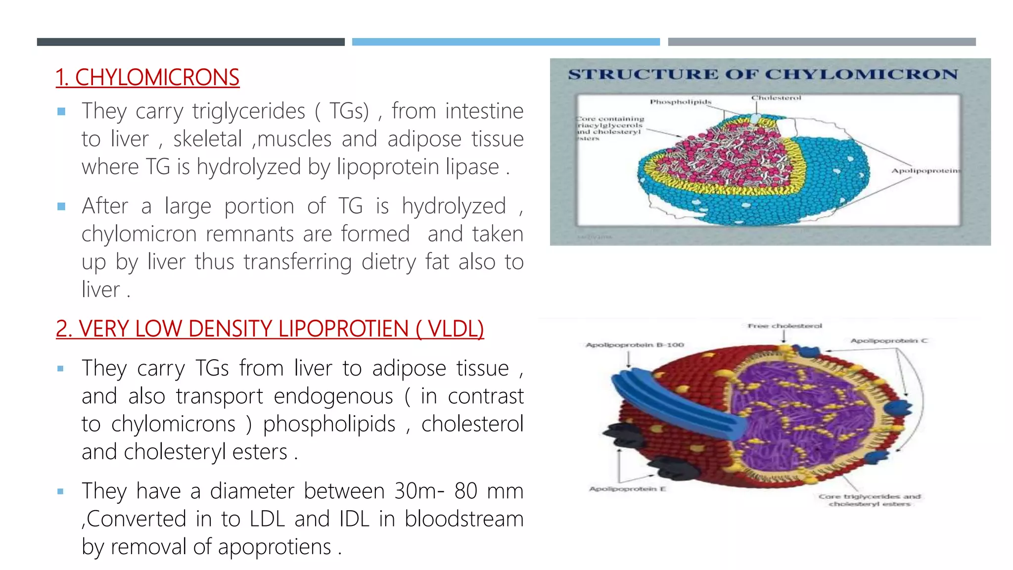 ANTIHYPERLIPIDEMIC screening models | PPTX