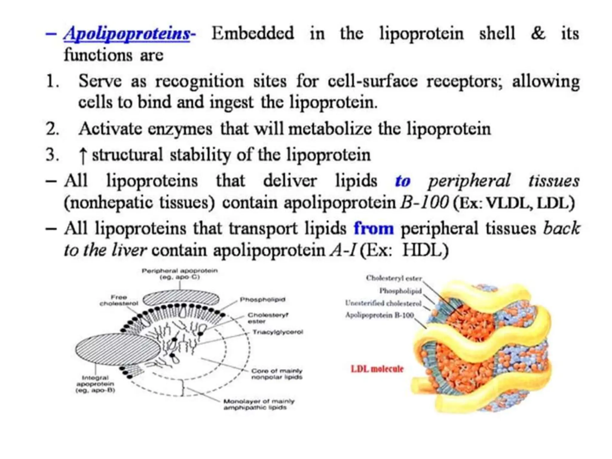 Drugs Used for the Hyperlipidemic drugs, HMG-CoA Reductase Inhibitor ...
