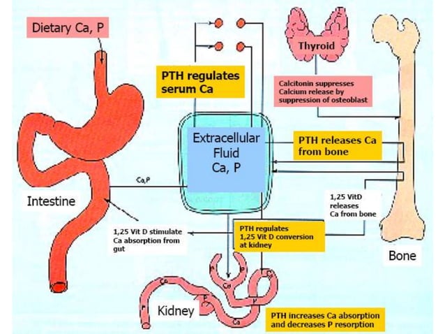 Hyperparathyroidism | PPTX