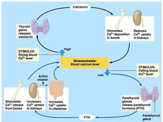 hyperparathyroidism types and management | PPTX