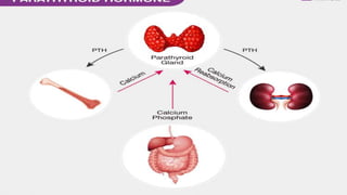 HYPERPARATHYROIDSM.pptx