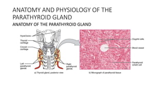 HYPERPARATHYROIDSM.pptx
