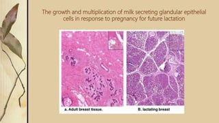 Hyperplasia (1) | PPTX