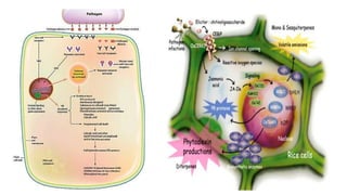 Hypersensitive response ( HR ) in plants | PPTX
