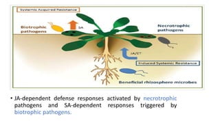 Hypersensitive response ( HR ) in plants | PPTX