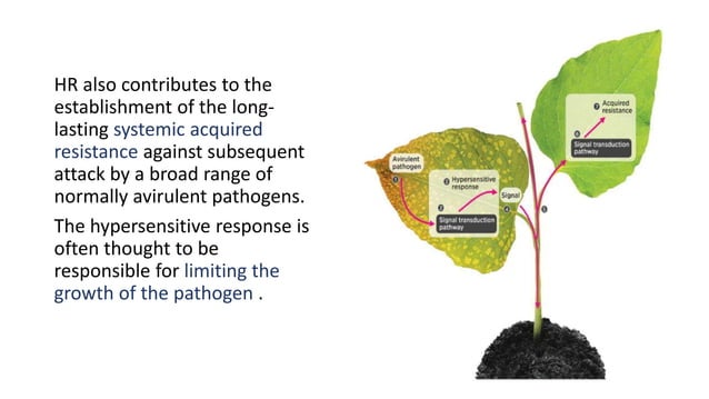 Hypersensitive response ( HR ) in plants | PPTX