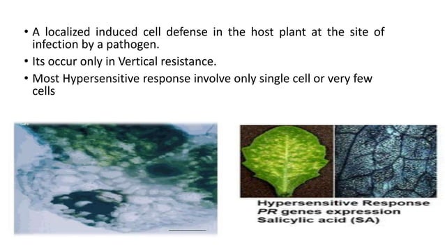 Hypersensitive response ( HR ) in plants | PPTX