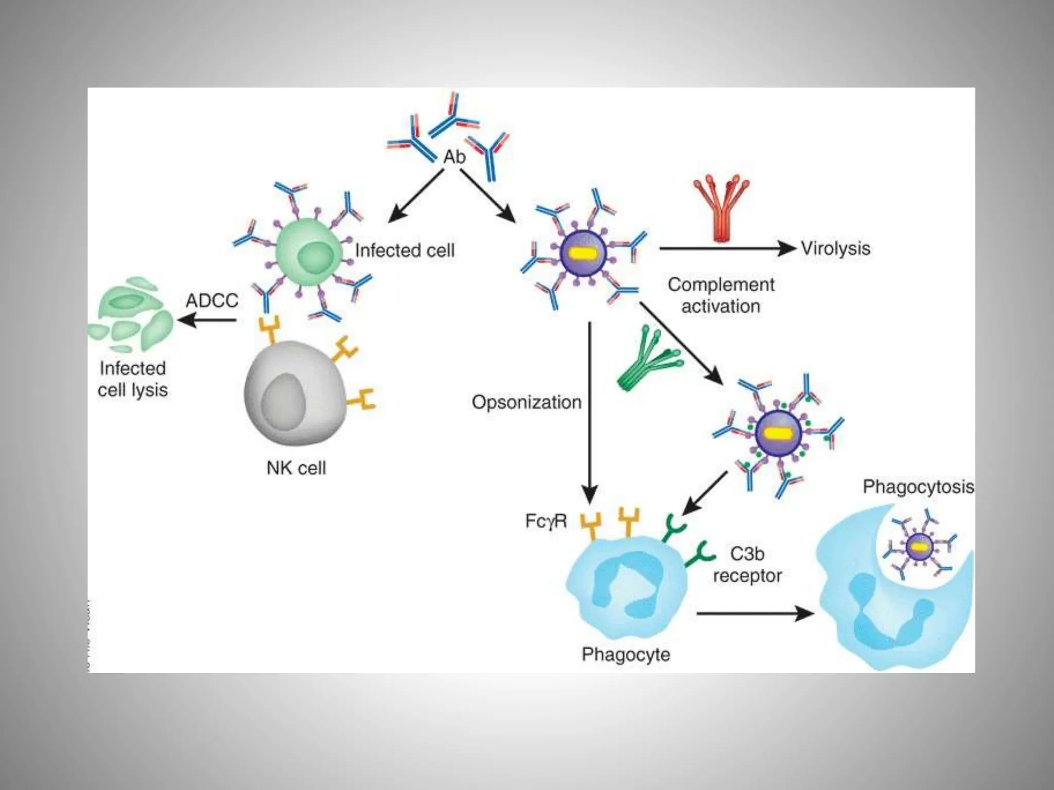 MECHANISMS OF DIFFERENT TYPES OF HYPERSENSITIVITY REACTIONS.pptx