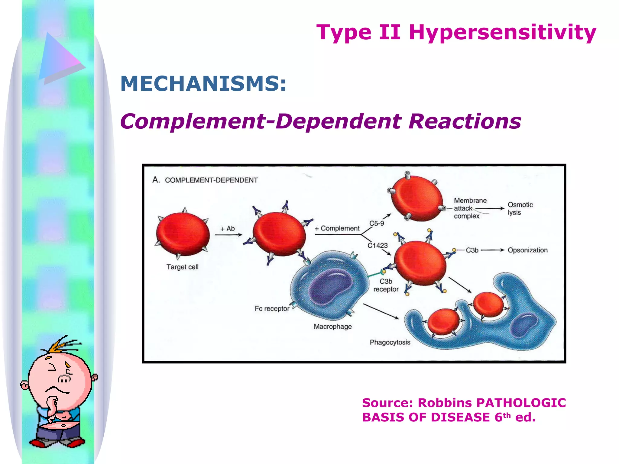 Hypersensitivity | PPT