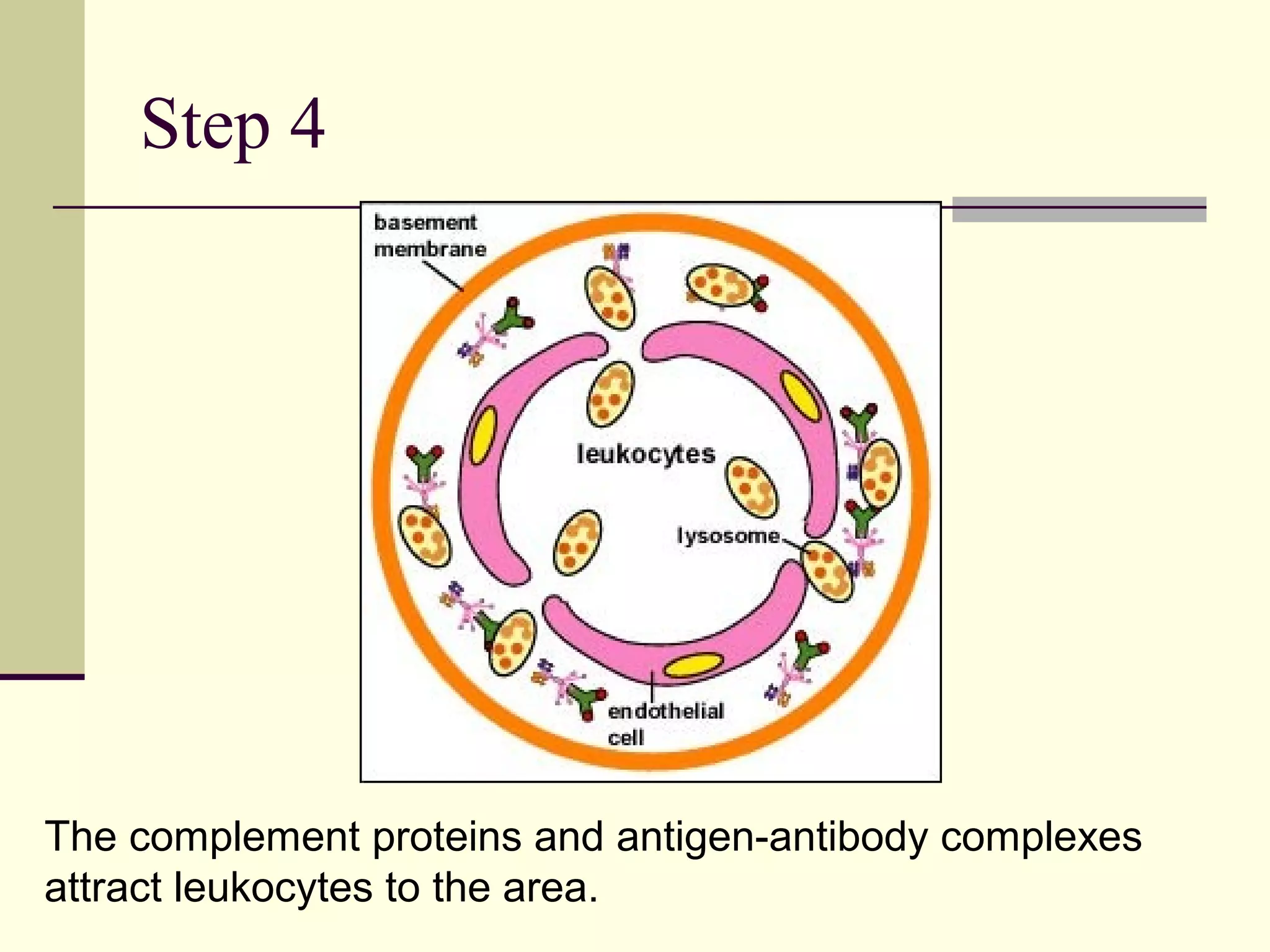Hypersensitivity | PPT