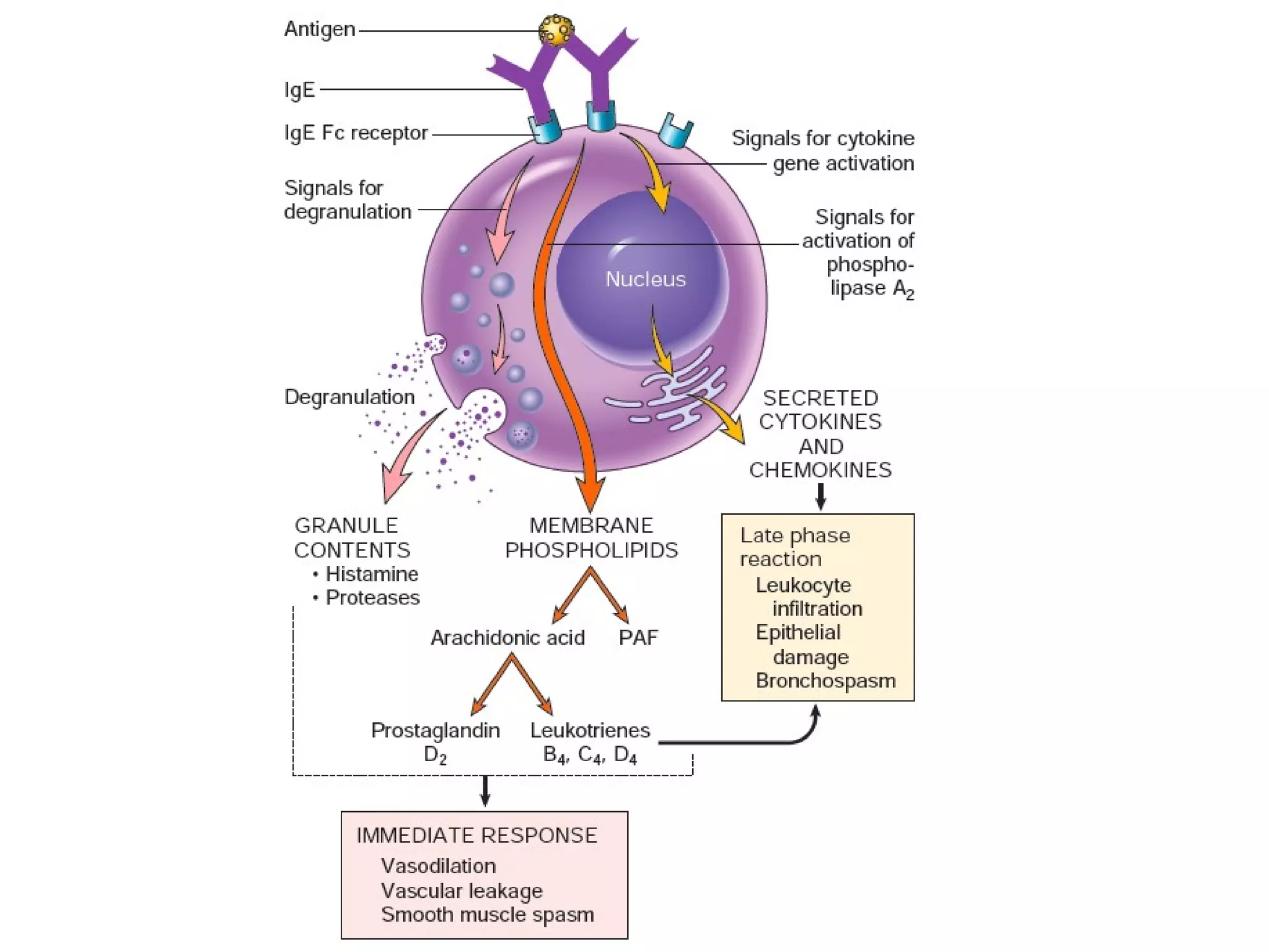 Hypersensitivity reaction pathology microbiology immunity | PPT