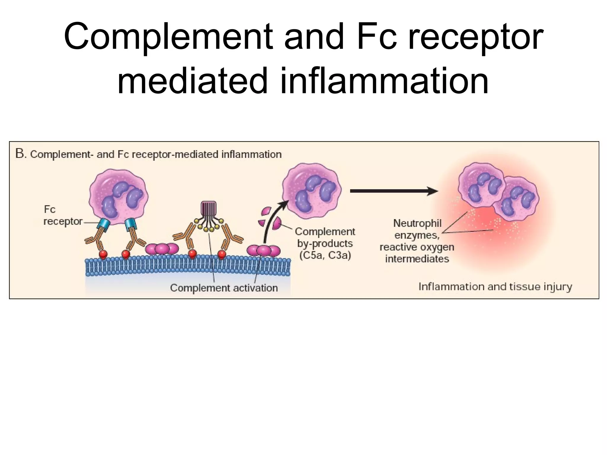 Hypersensitivity reaction pathology microbiology immunity | PPT