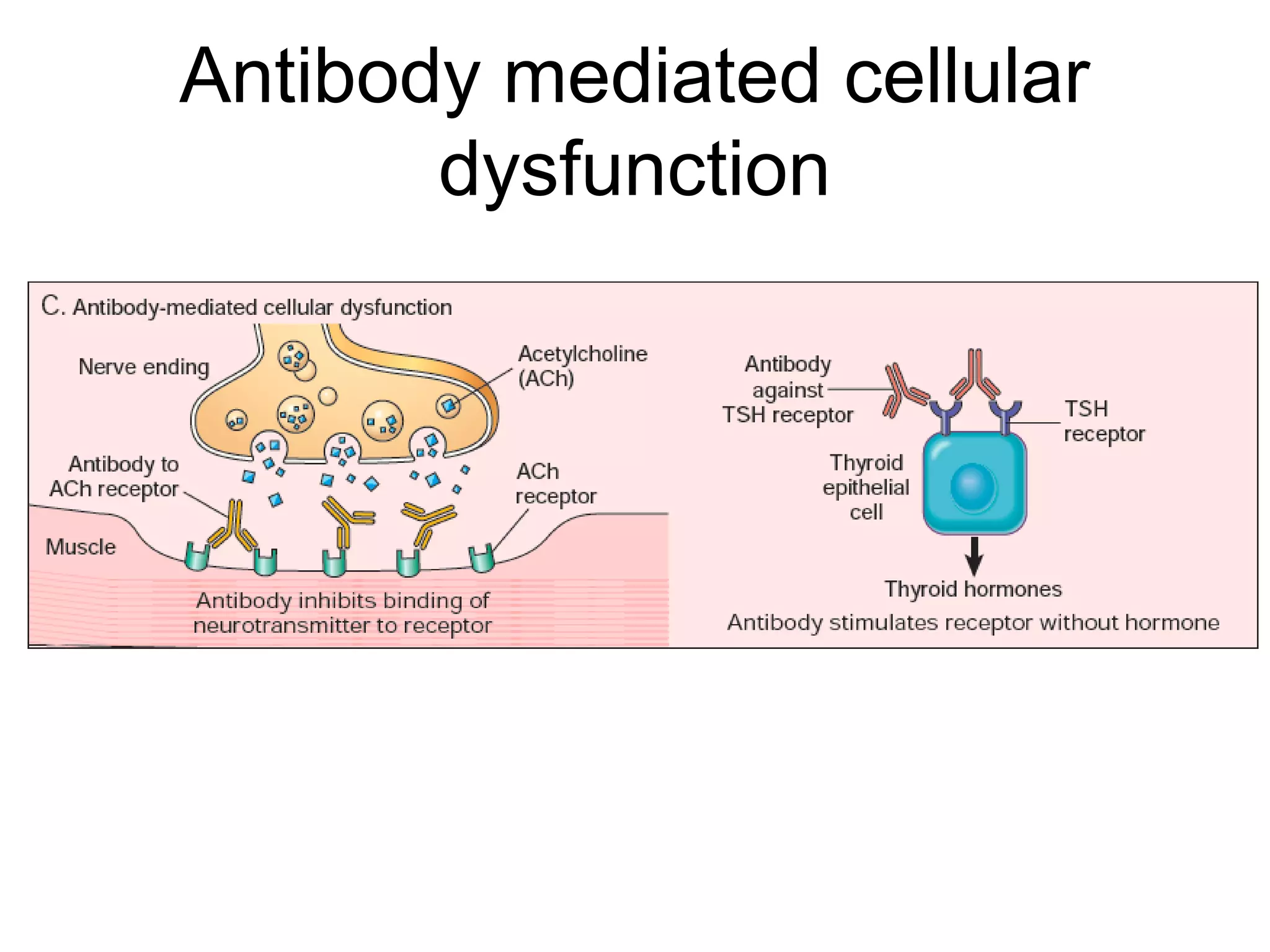 Hypersensitivity reaction pathology microbiology immunity | PPT