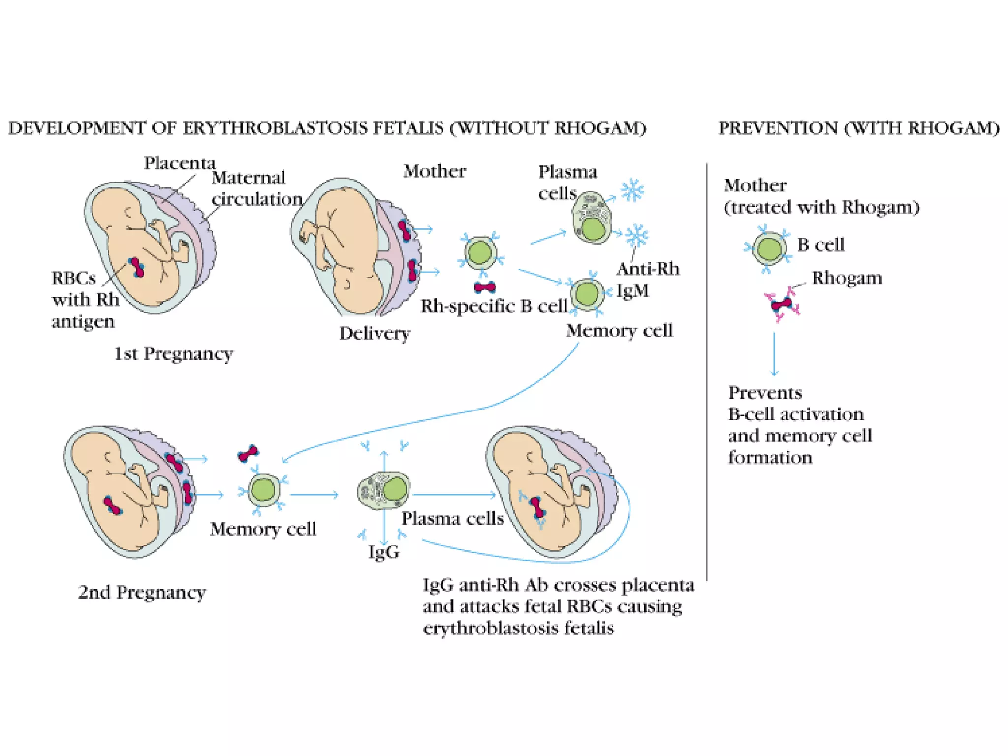 Hypersensitivity reaction pathology microbiology immunity | PPT
