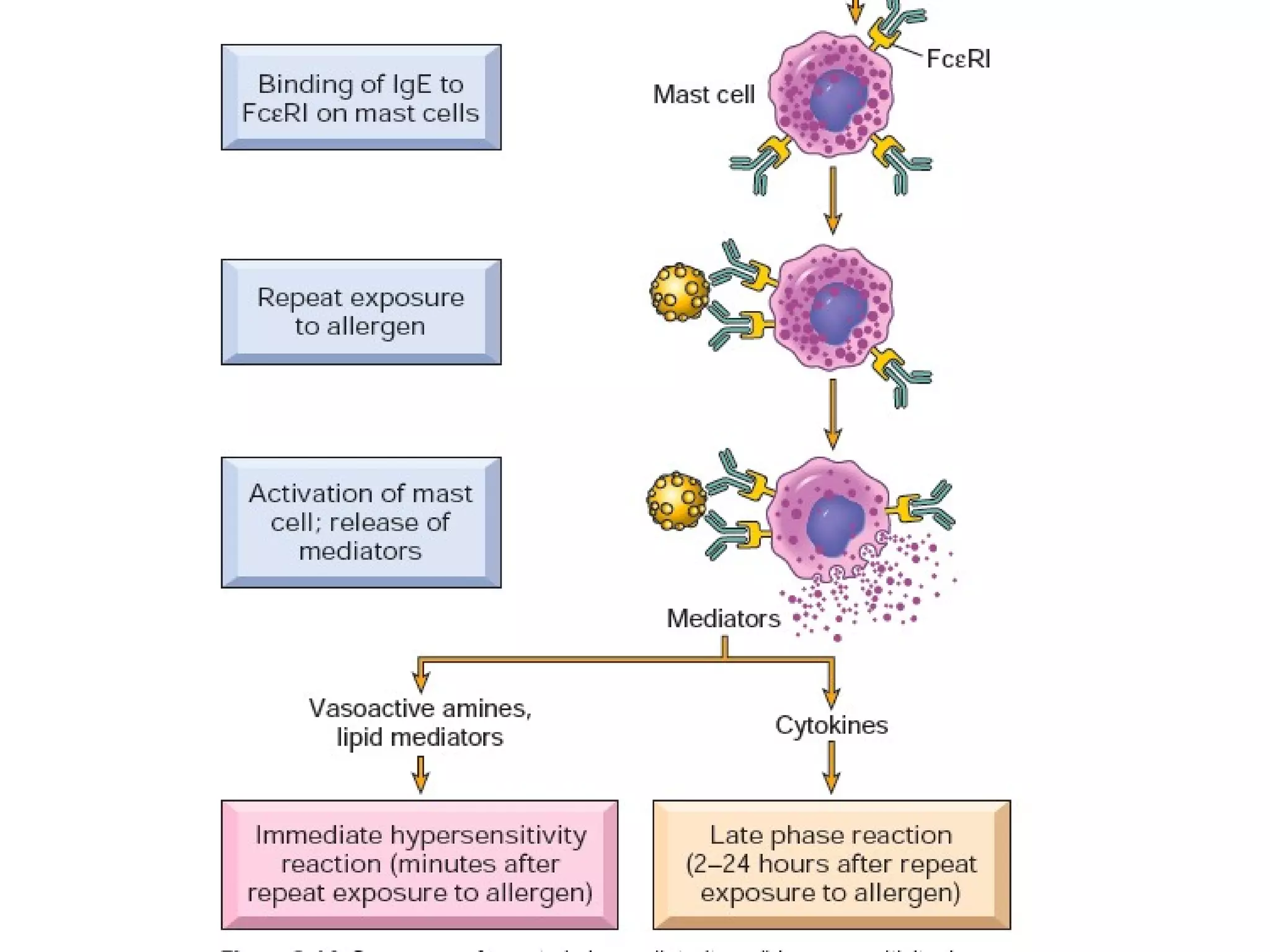 Hypersensitivity reaction pathology microbiology immunity | PPT