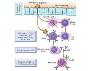 Hypersensitivity reaction pathology microbiology immunity | PPT