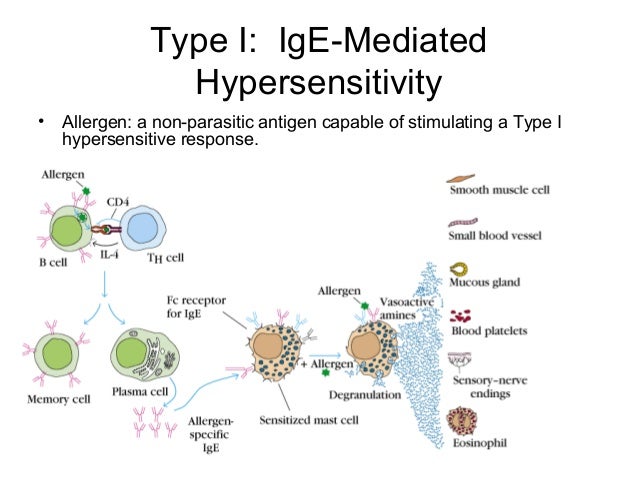Hypersensitivity reaction pathology microbiology immunity