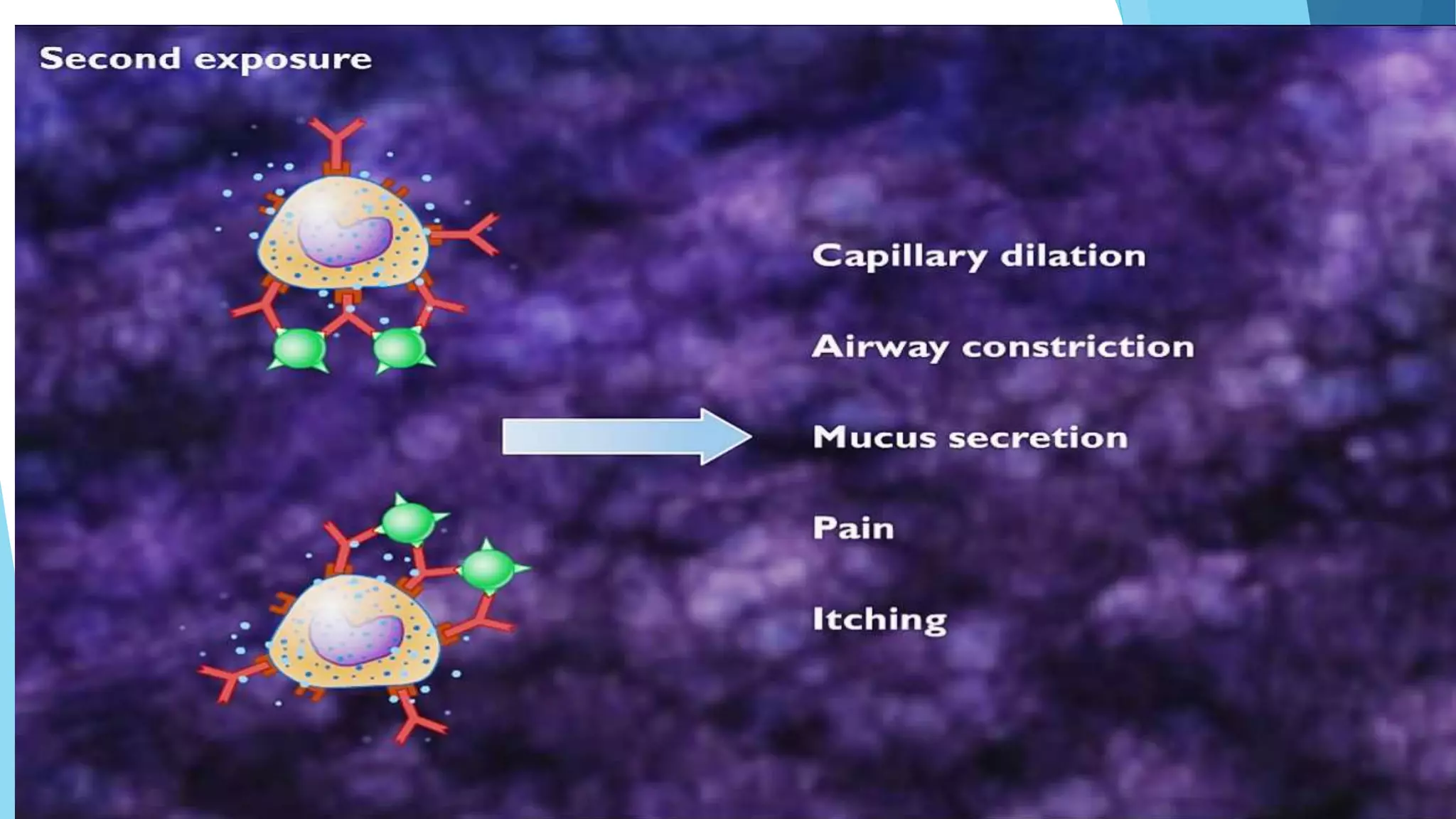 Hypersensitivity Reactions | PPTX