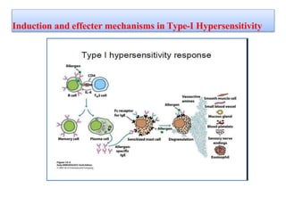 Hypersensitivity. immunology and microbiology course | PPTX