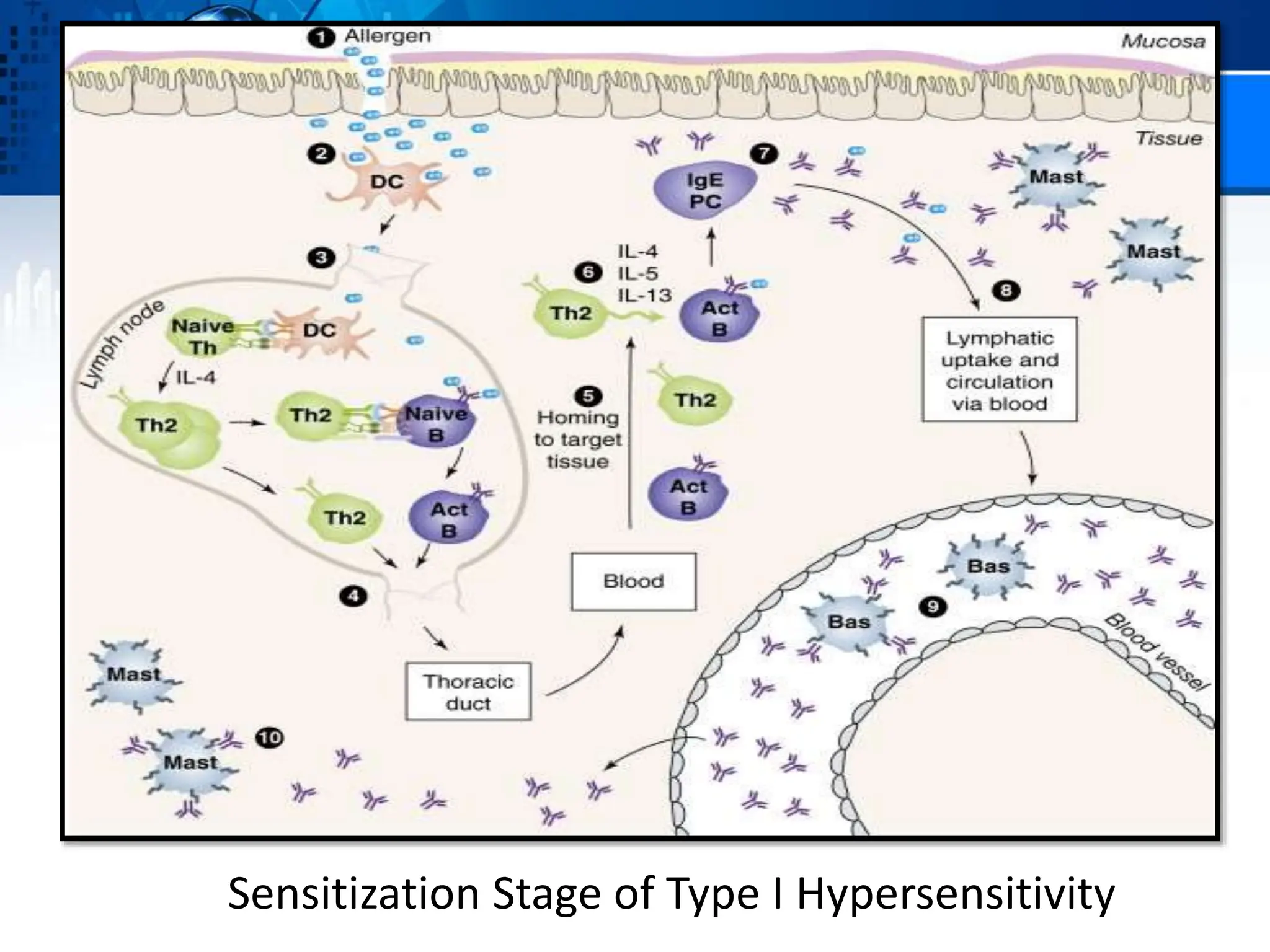 HYPERSENSITIVITY and Its Types and related reaction with examples | PPTX