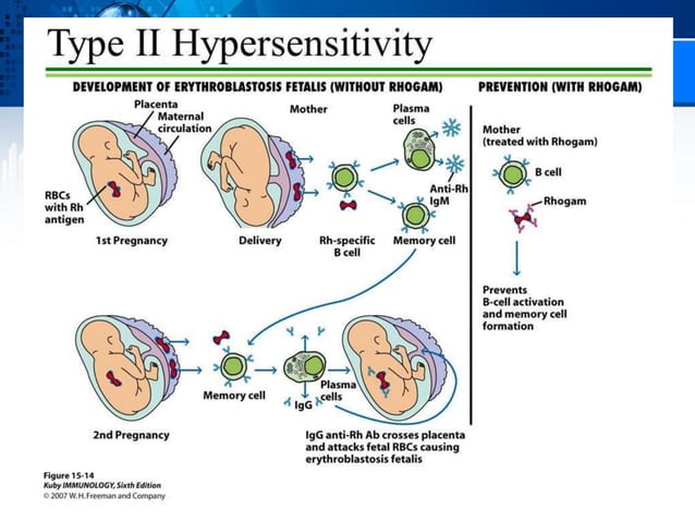HYPERSENSITIVITY and Its Types and related reaction with examples | PPT