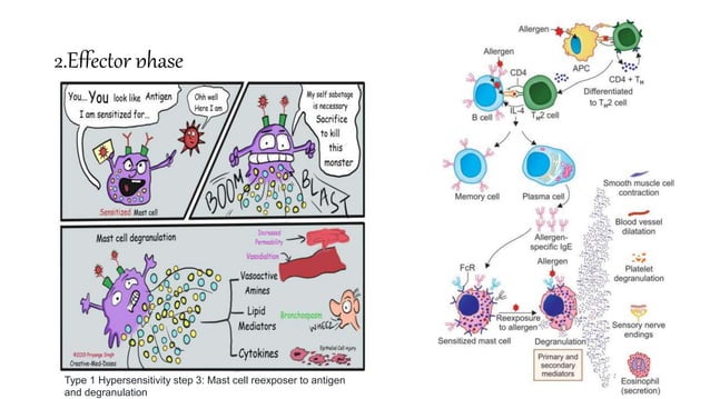 Hypersensitivity type 1 reaction with classification .pptx