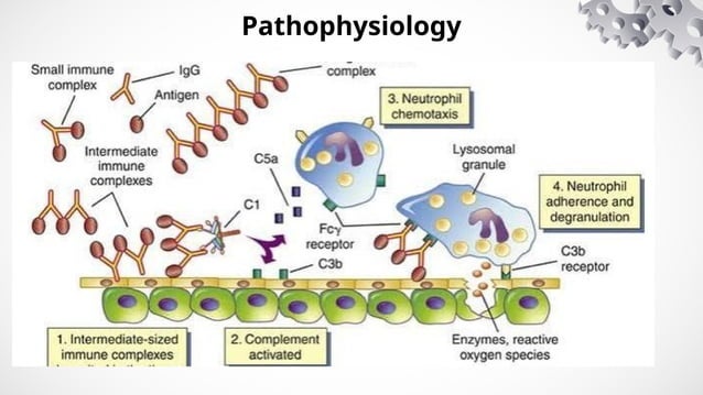Hypersensitivity.pptxbNeoplasia pathology slideswebsite ppts of Robin ...
