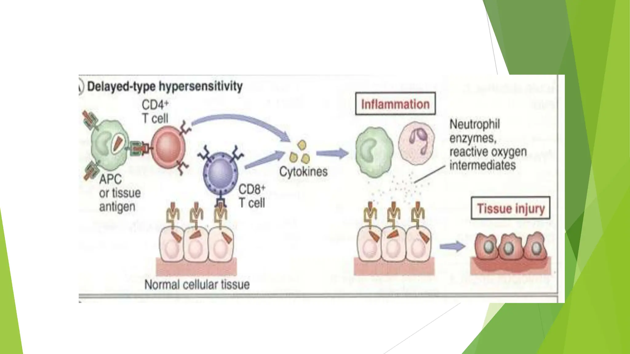 Hypersensitivity- types of hypersensitivity.pptx