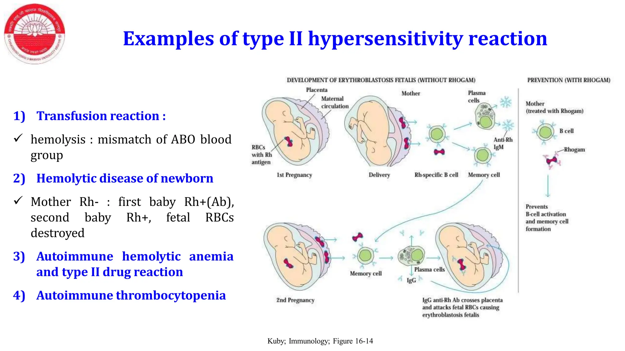 Hypersensitivity-reactions-immune-stimulation-and-Immune-suppression-31 ...