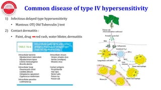 Hypersensitivity-reactions-immune-stimulation-and-Immune-suppression-31 ...