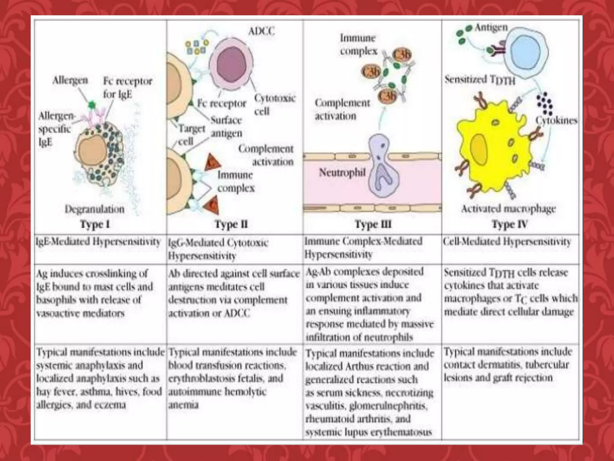 Hypersensitivity and its types ( type 1 anaphylaxis, type 2, Type 3 ...