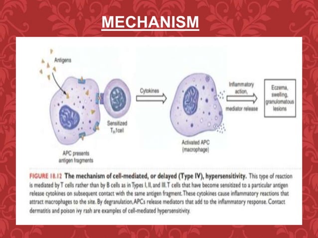 Hypersensitivity and its types ( type 1 anaphylaxis, type 2, Type 3 ...