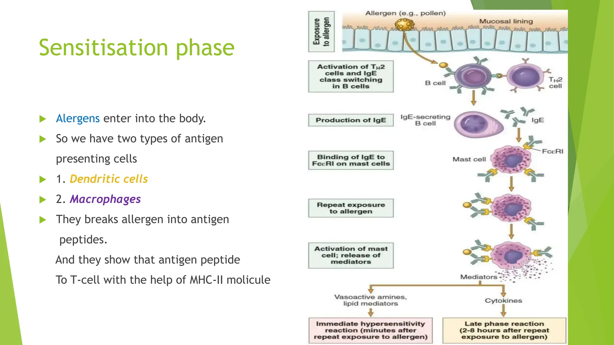 HYPERSENSITIVITY(1).pptx