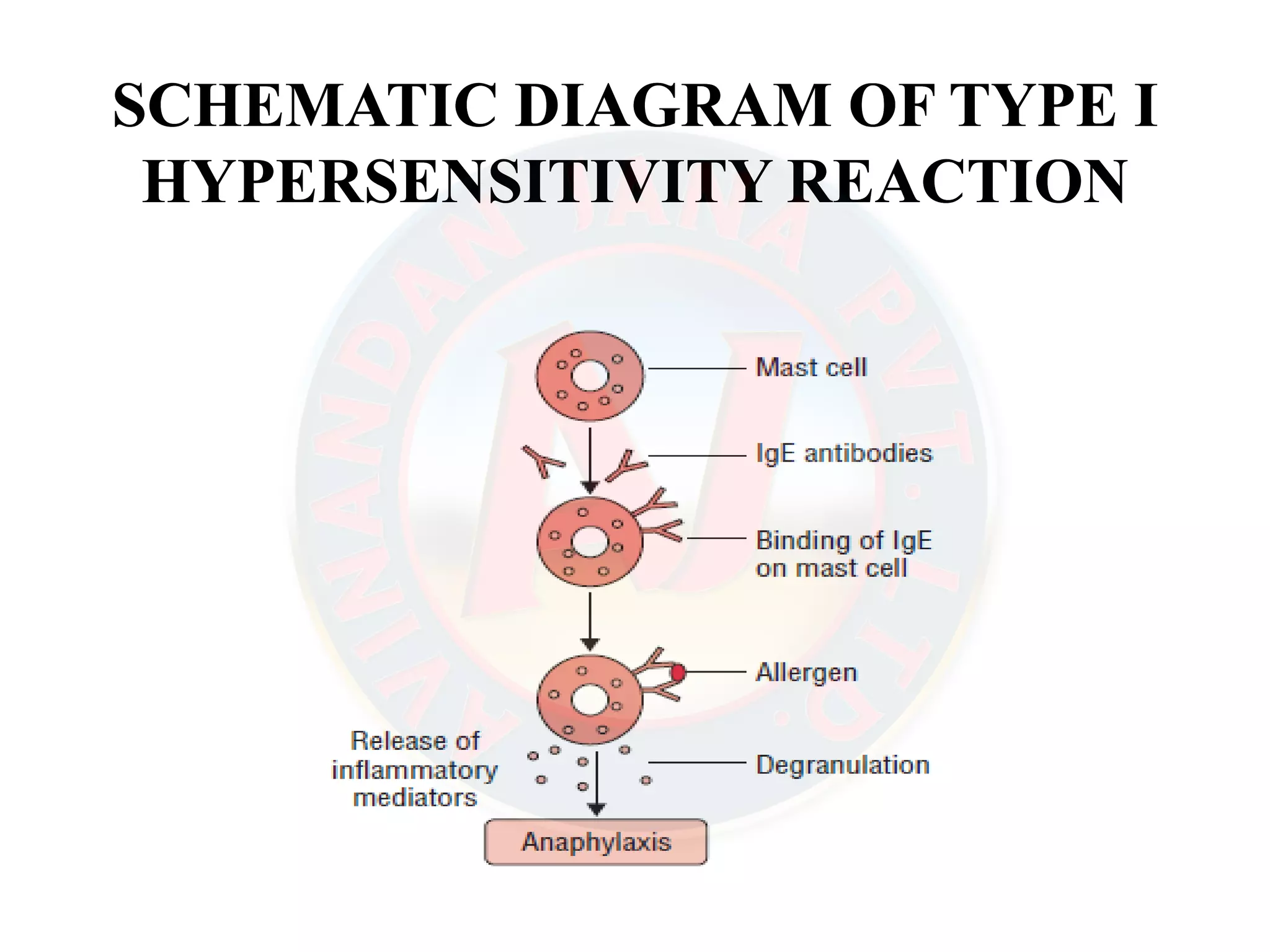 Hypersensitivity (Allergy) - Drug allergy, Contact dermatitis, Allergic ...