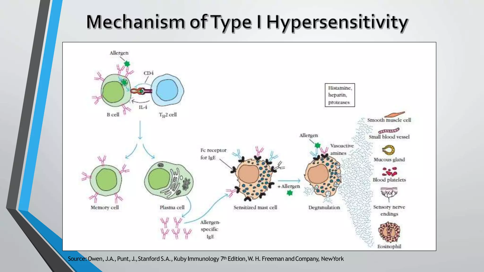 Hypersensitivity immunology | PPTX
