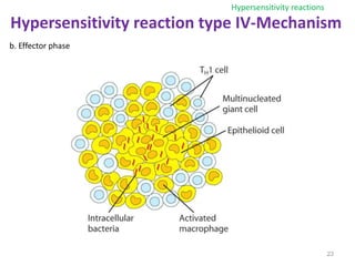 Hypersensitivity reaction, bph | PPTX