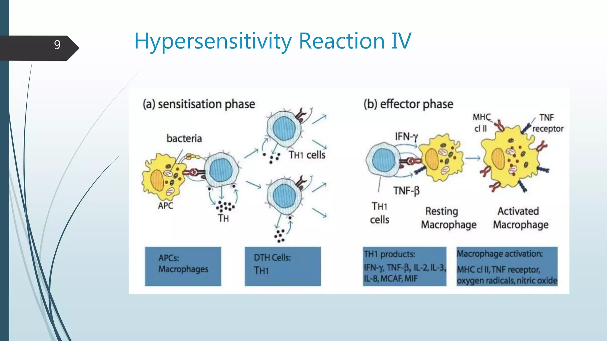 Hypersensitivity Reactions | PPTX