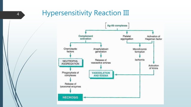 Hypersensitivity Reactions | PPT